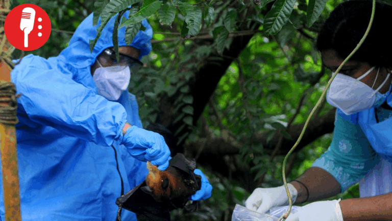 Crece preocupación por virus Nipah en India tras confirmarse cinco ...